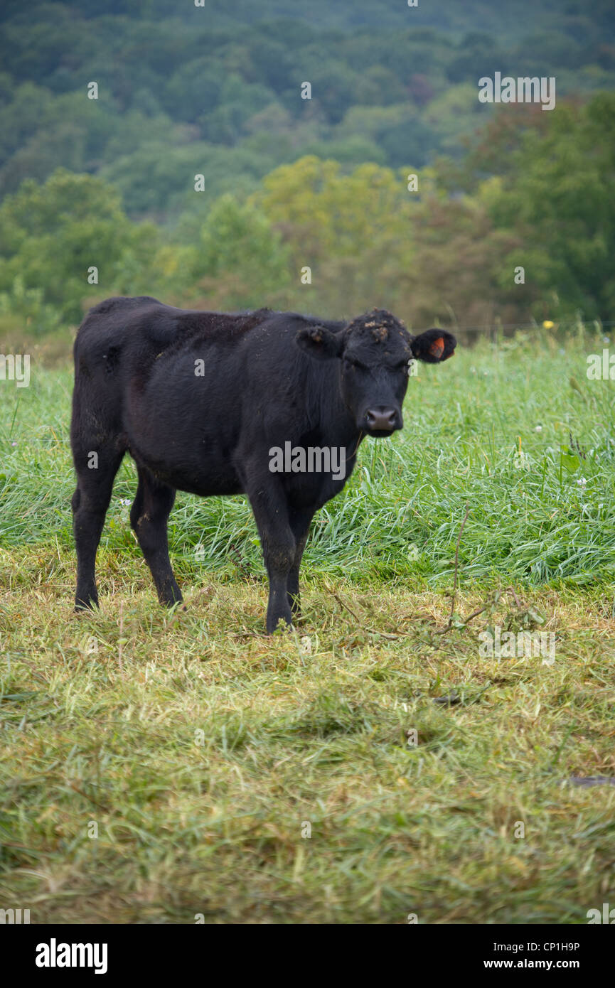 Cows grazing on farm in Virginia Stock Photo - Alamy