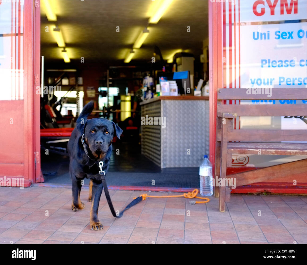 Rottweiler guard dog hi-res stock photography and images - Alamy