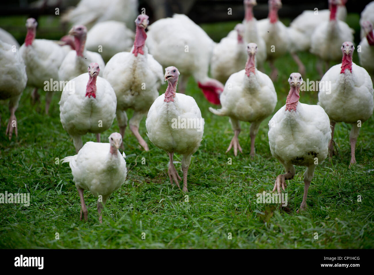 Turkey bird poultry hi-res stock photography and images - Alamy