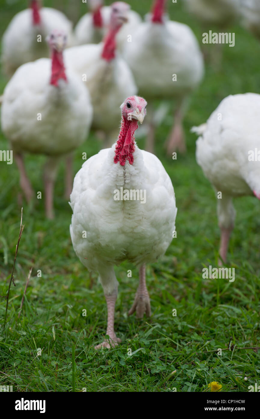 Turkey bird poultry hi-res stock photography and images - Alamy