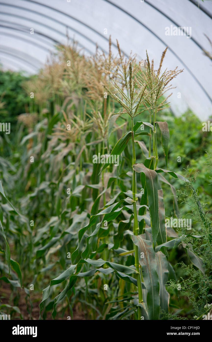 Greenhouse crops hi-res stock photography and images - Alamy