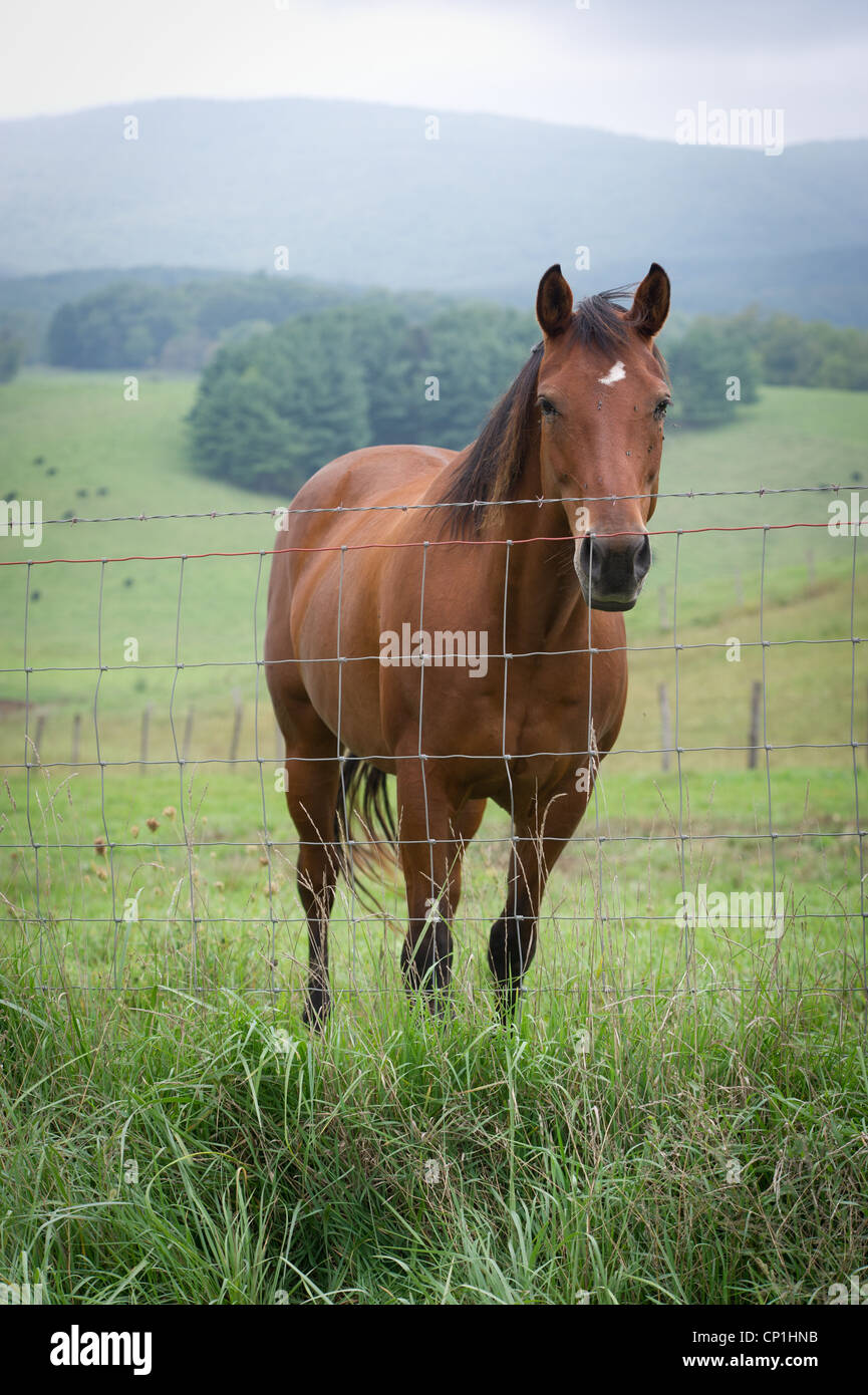 Horse in pasture fence hi-res stock photography and images - Alamy