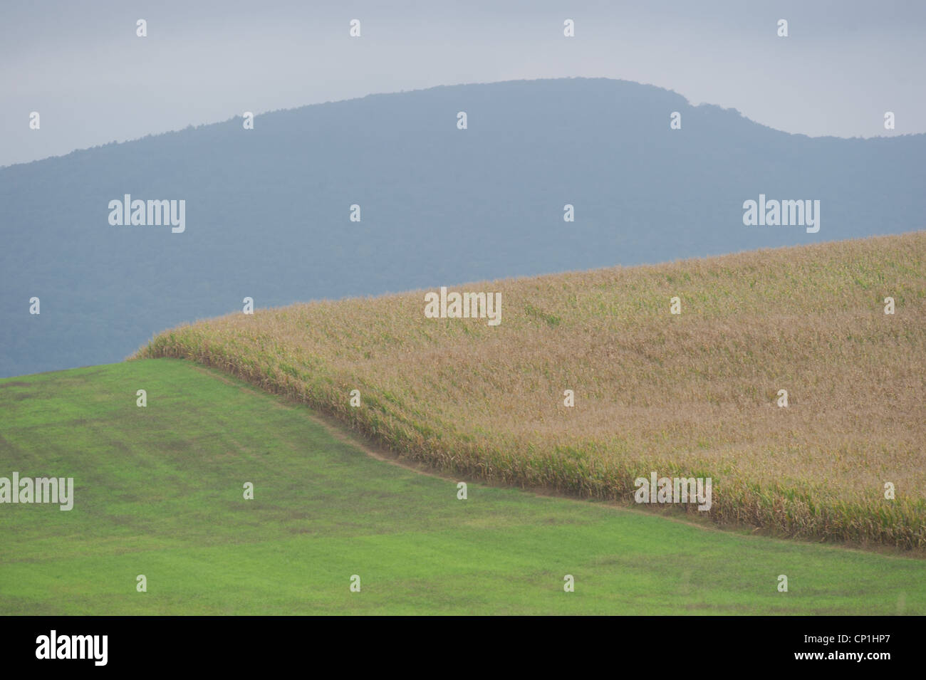 Corn crop on rolling hillside of Virginia Stock Photo - Alamy