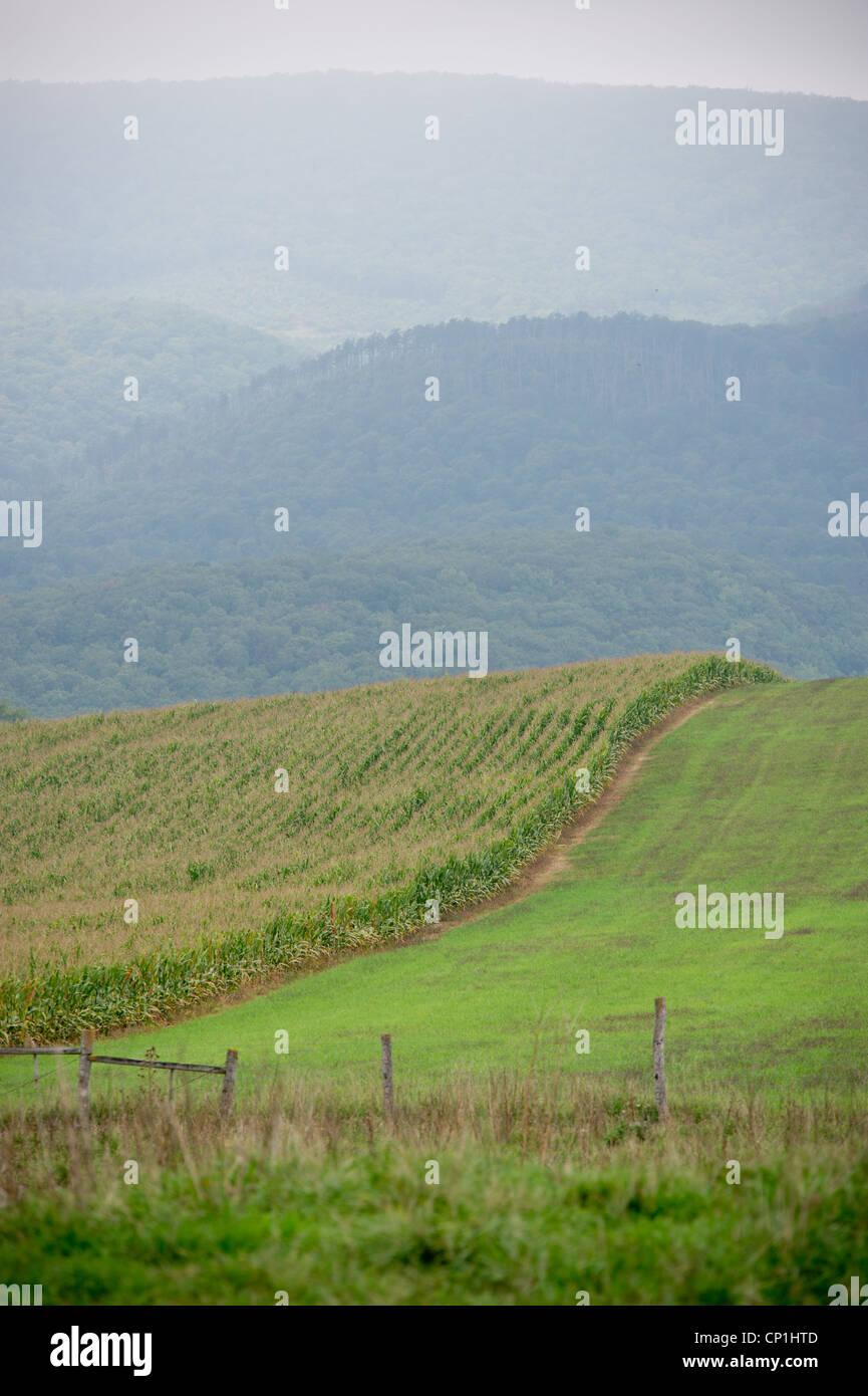 Corn crop on rolling hillside of Virginia Stock Photo - Alamy