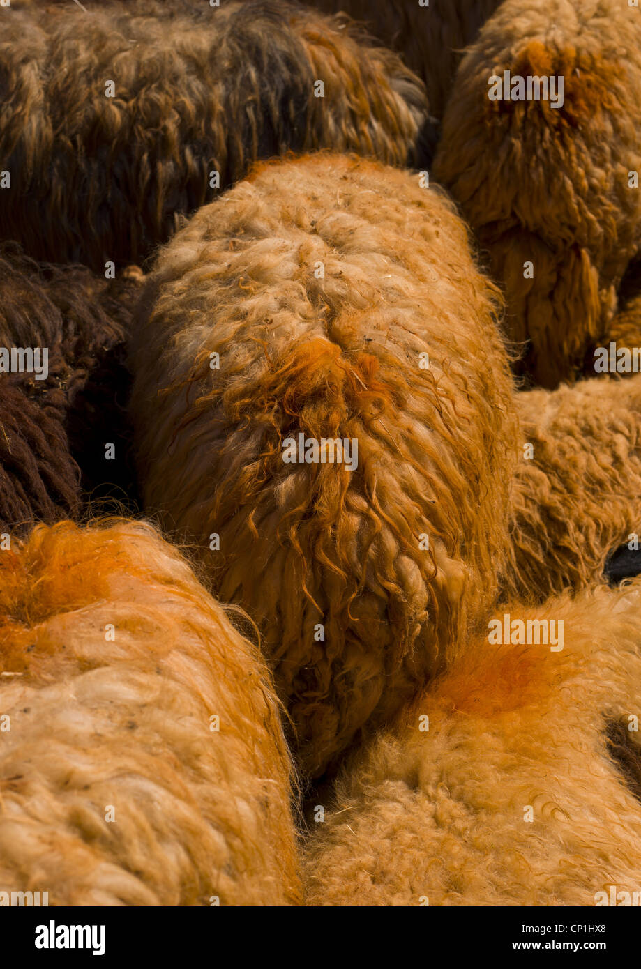 Herds of sheep hi-res stock photography and images - Alamy