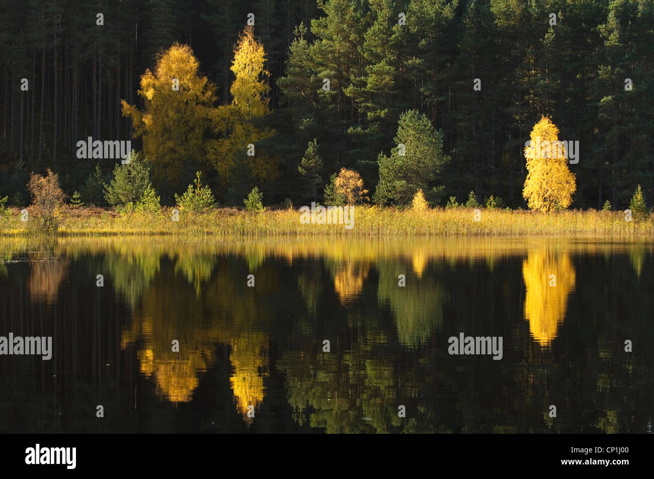 Glen feshie uath lochans cairngorms hi-res stock photography and images ...