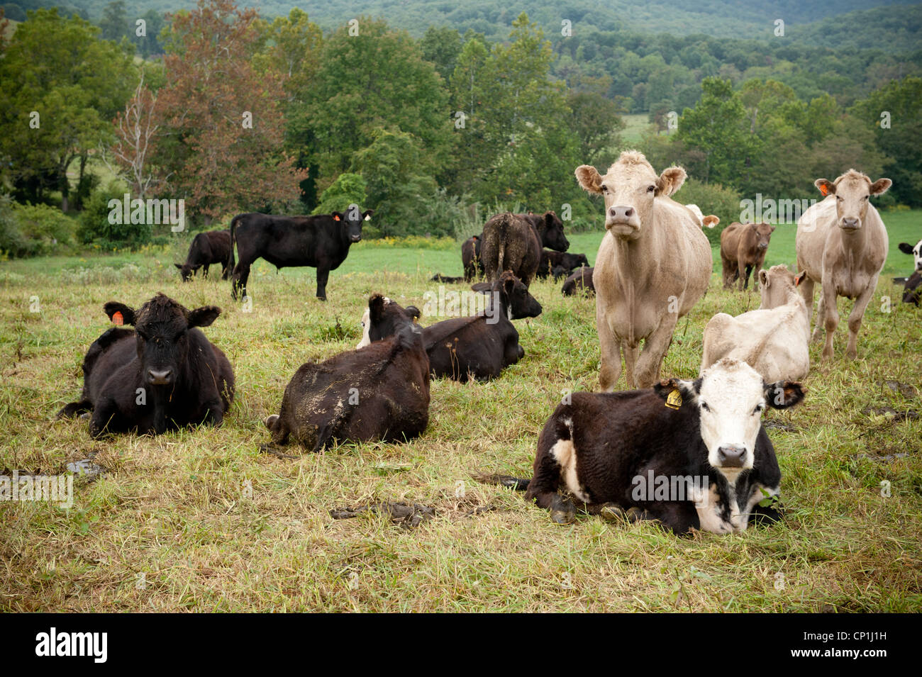 Things to do in virginia hi-res stock photography and images - Alamy