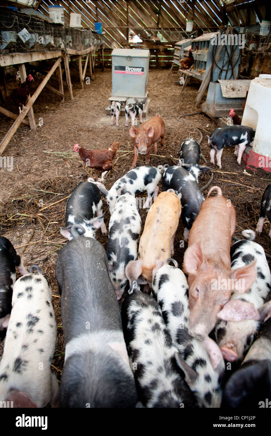 Pig pen hi-res stock photography and images - Alamy