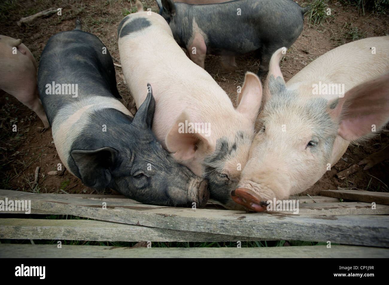 Pig pen hi-res stock photography and images - Alamy