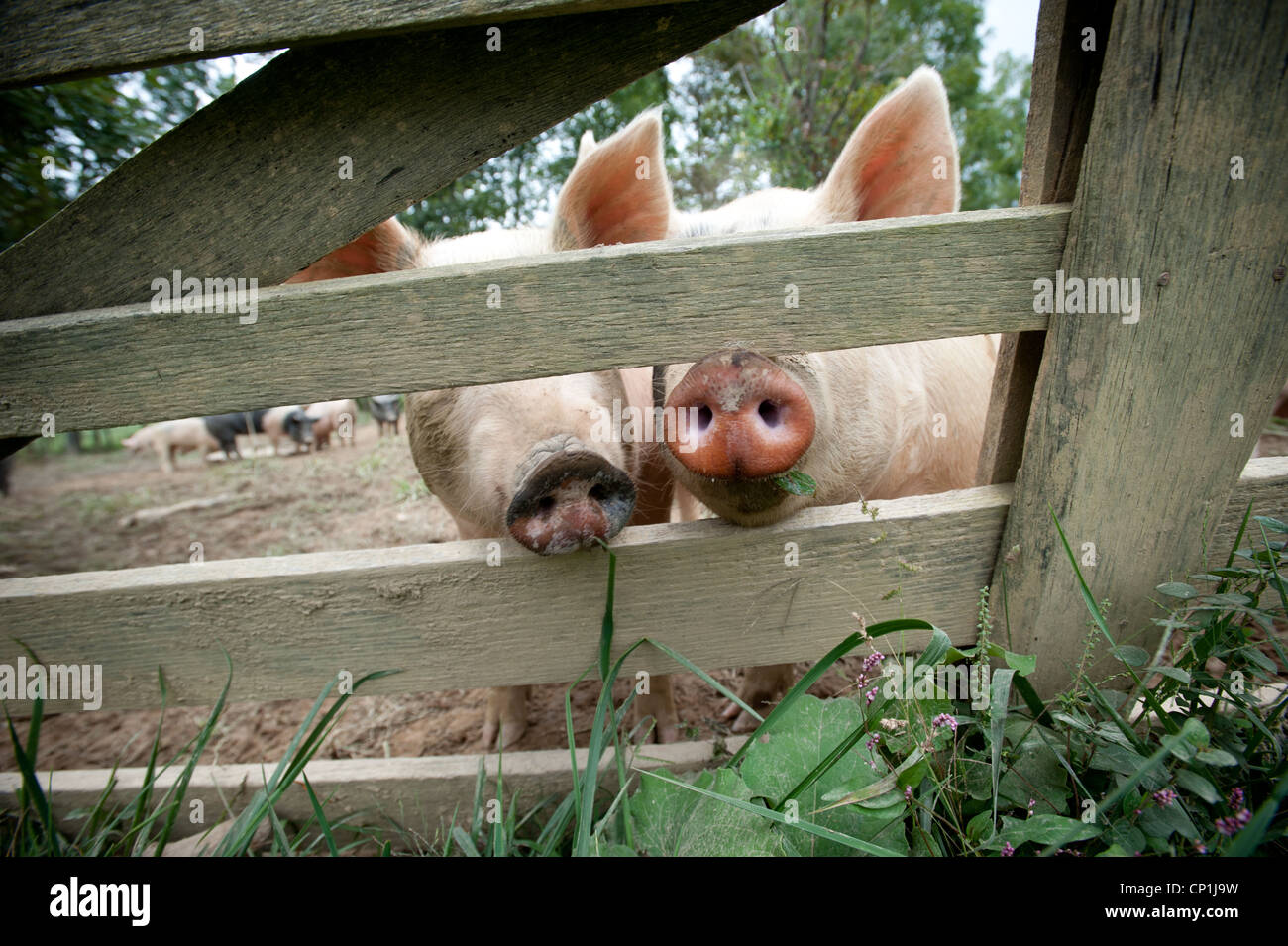 Pig pen hi-res stock photography and images - Alamy