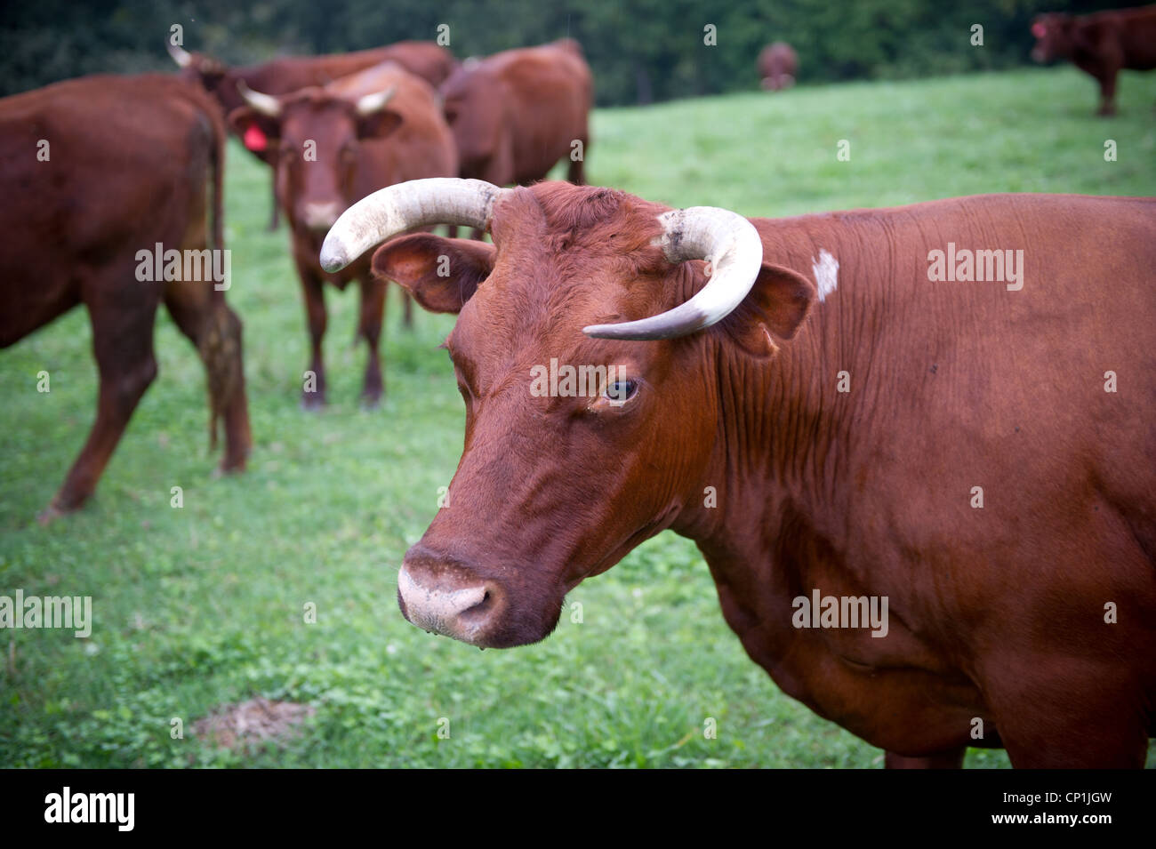 Longhorn steer grazing on farm in Virginia Stock Photo - Alamy