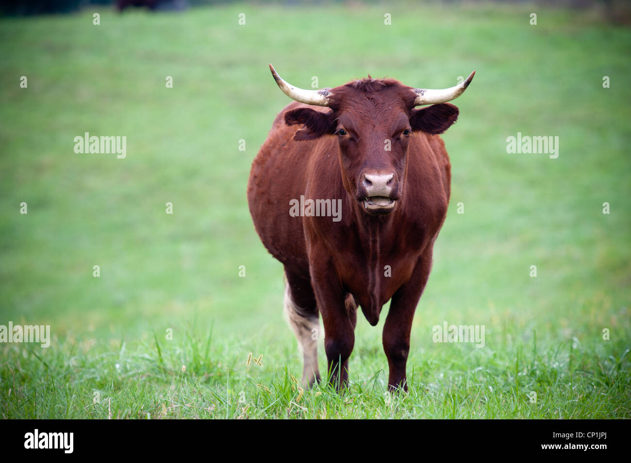 Devon cattle hi-res stock photography and images - Alamy