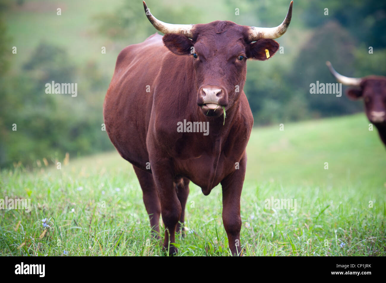 Devon cattle hi-res stock photography and images - Alamy