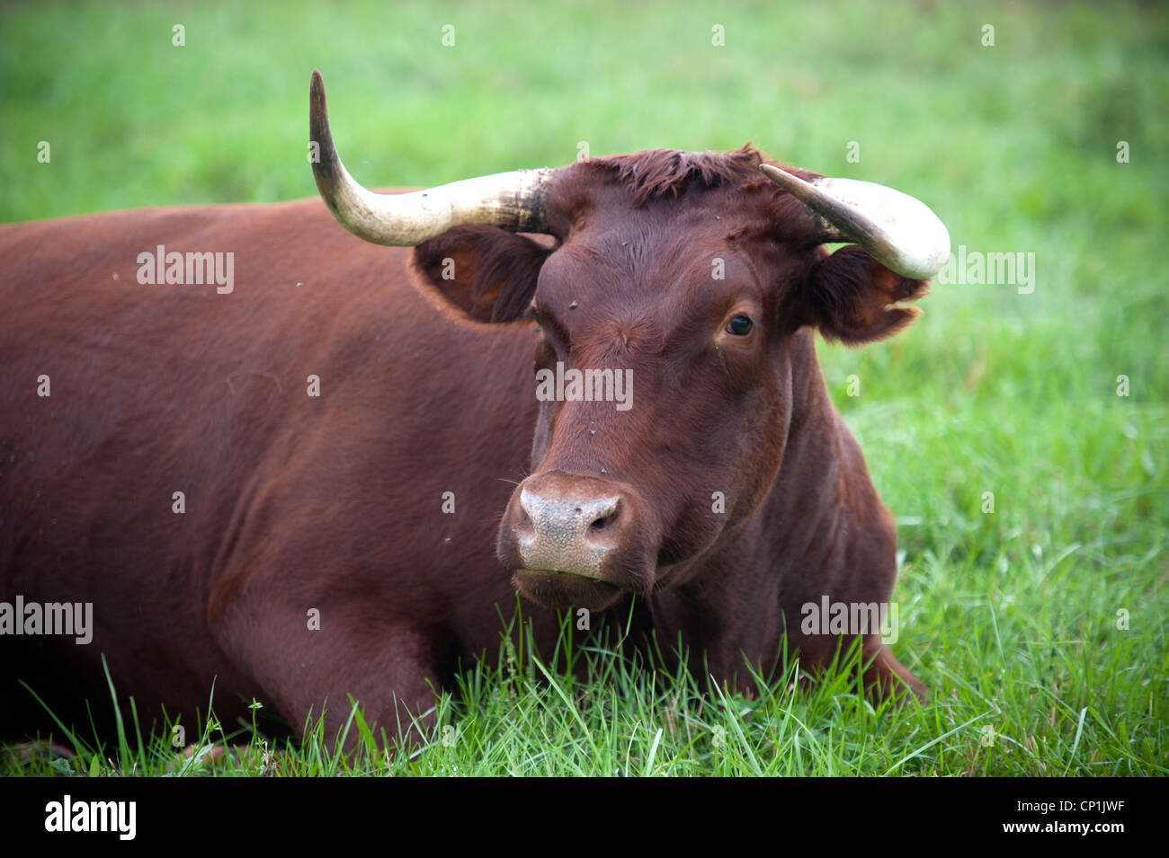 Devon cattle hi-res stock photography and images - Alamy