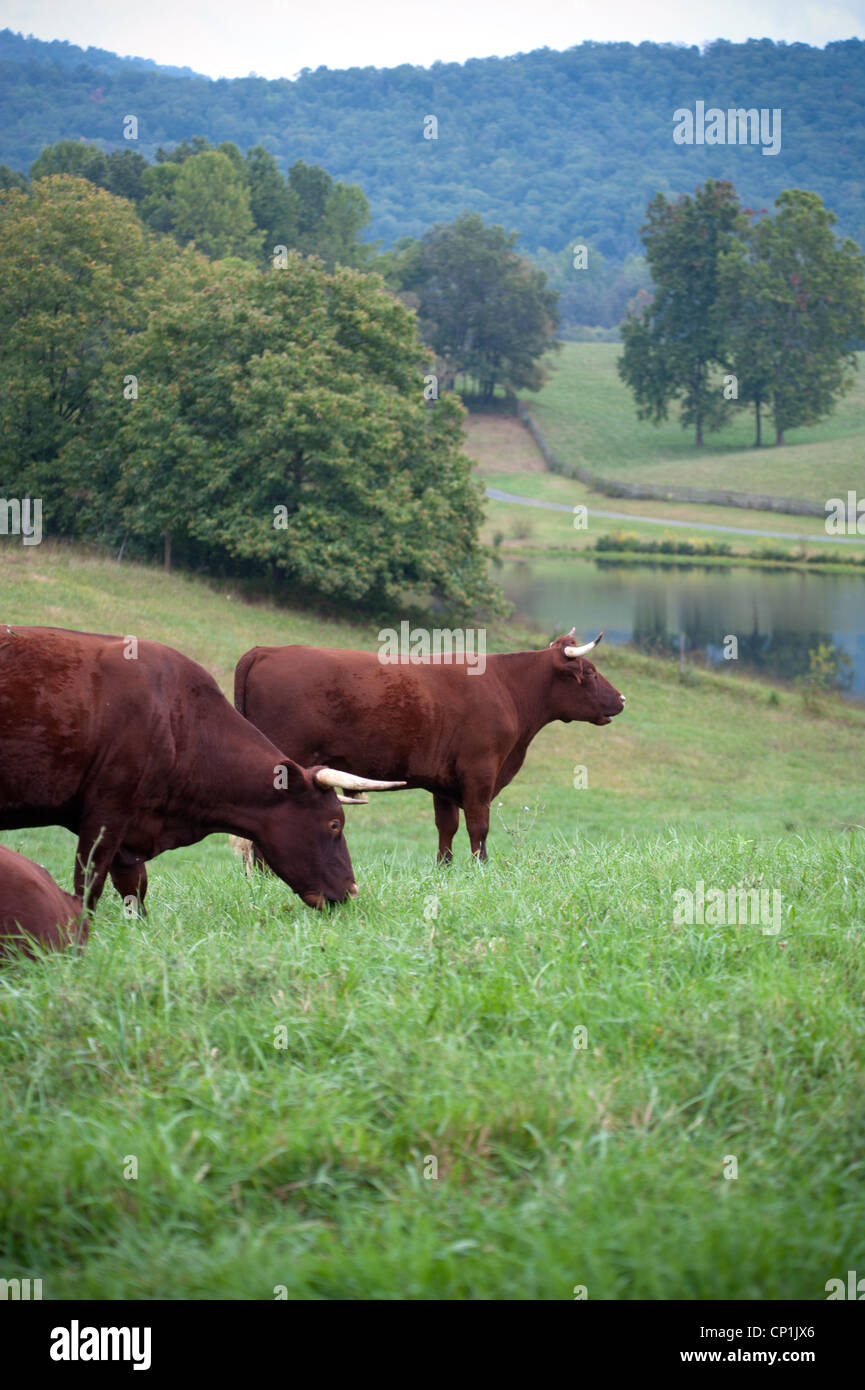 Devon cattle hi-res stock photography and images - Alamy