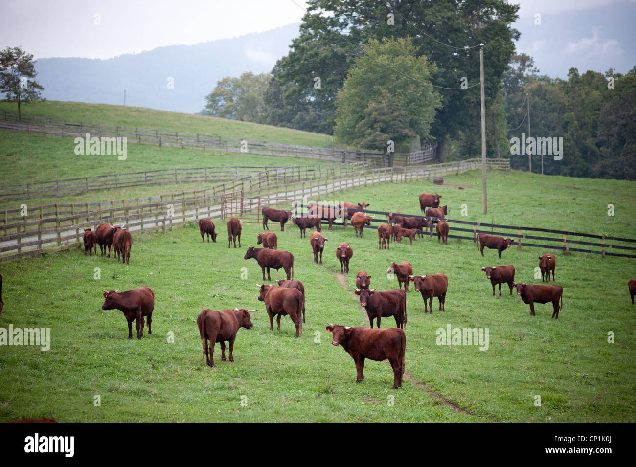 Devon Cattle on Pasture Stock Photo - Alamy