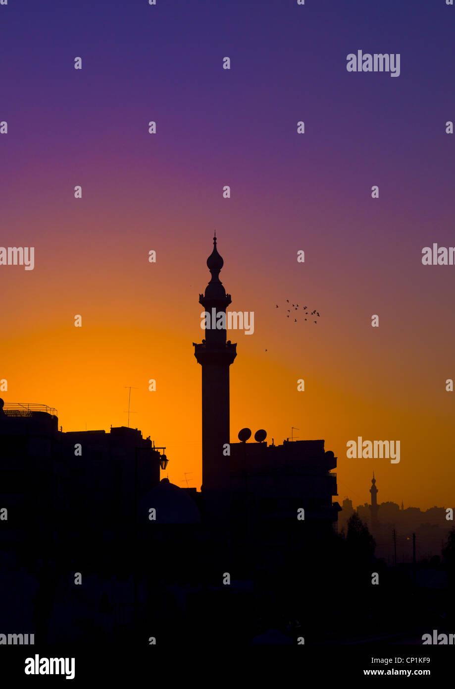 Birds of syria hi-res stock photography and images - Alamy