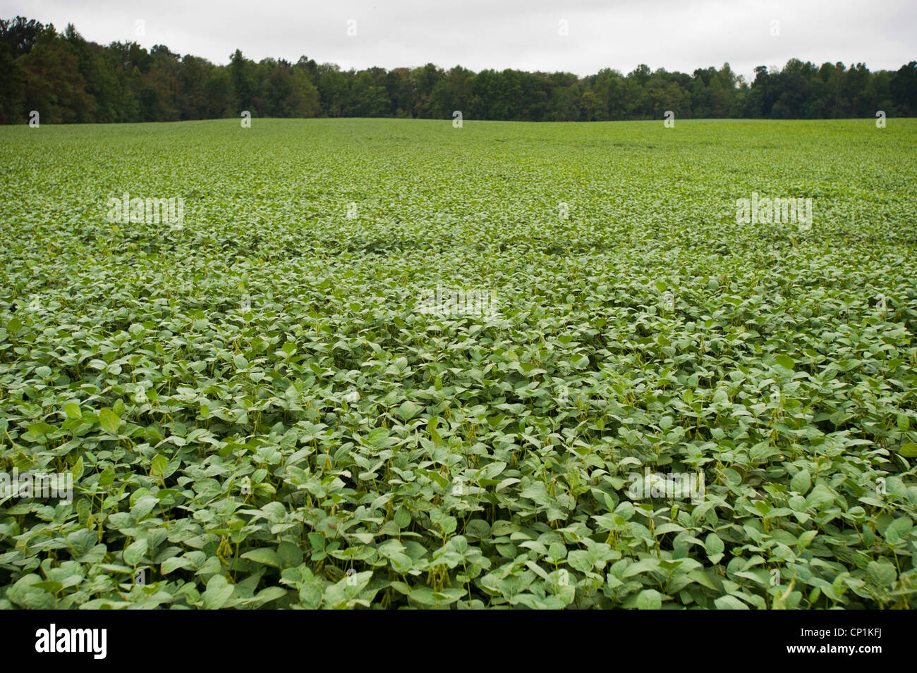 Field of soybeans Stock Photo - Alamy