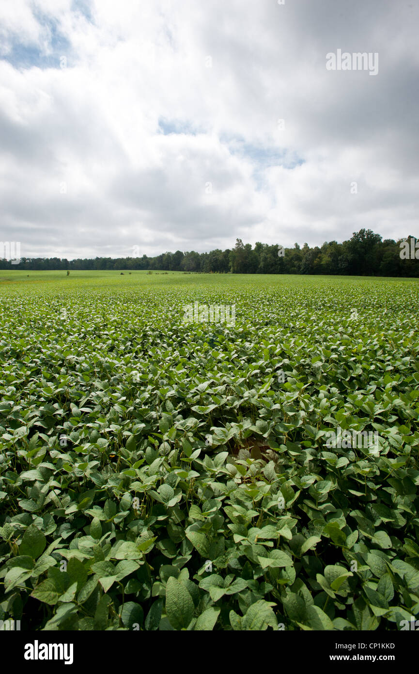 Field of soybeans Stock Photo - Alamy