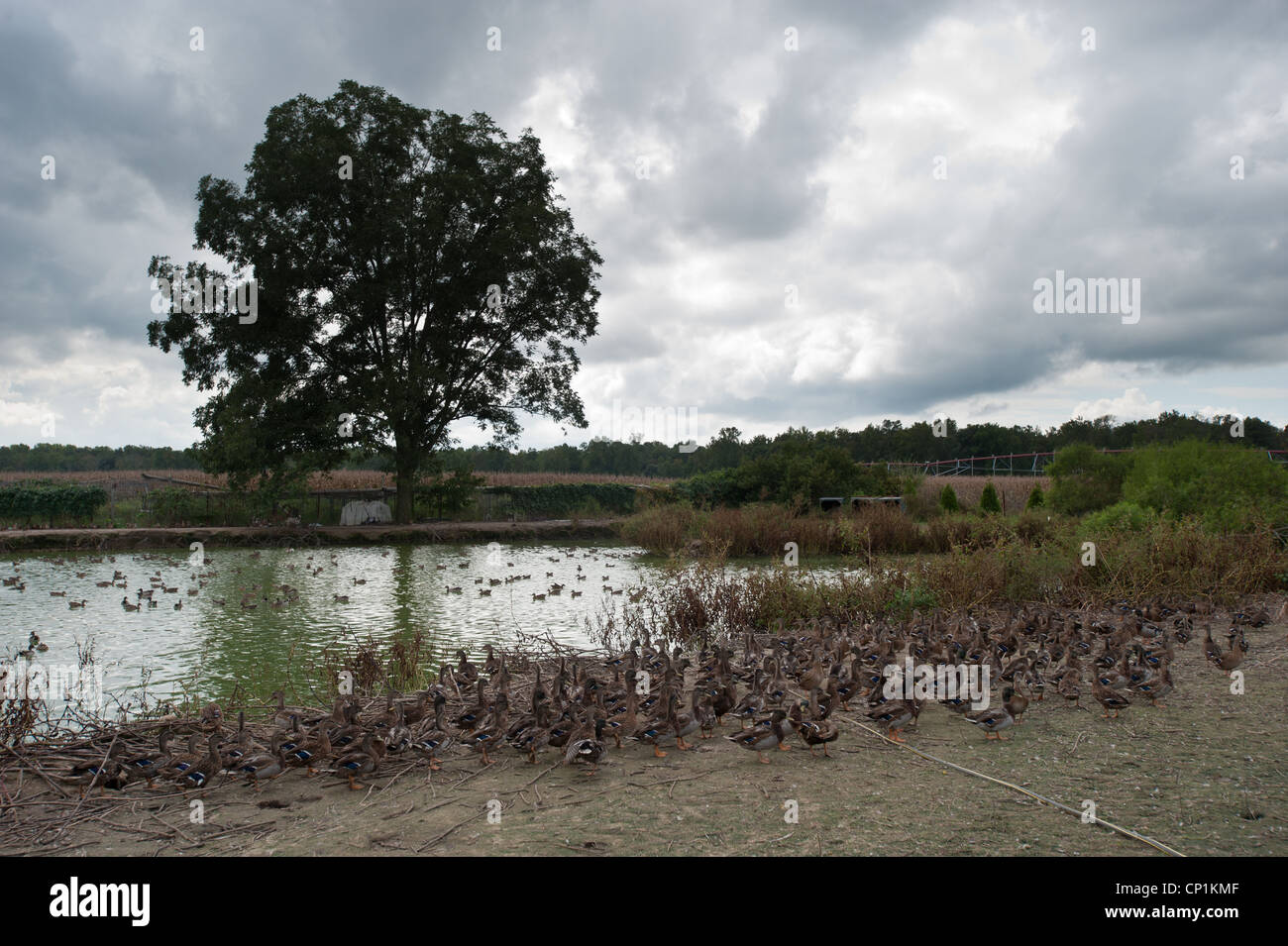 Pond with crop of ducks for duck hunting Stock Photo - Alamy