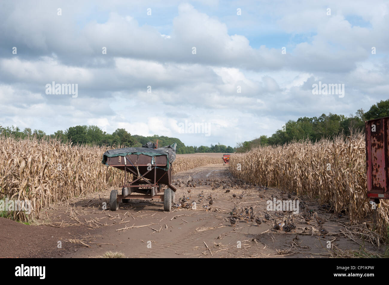Rows of crop hi-res stock photography and images - Alamy