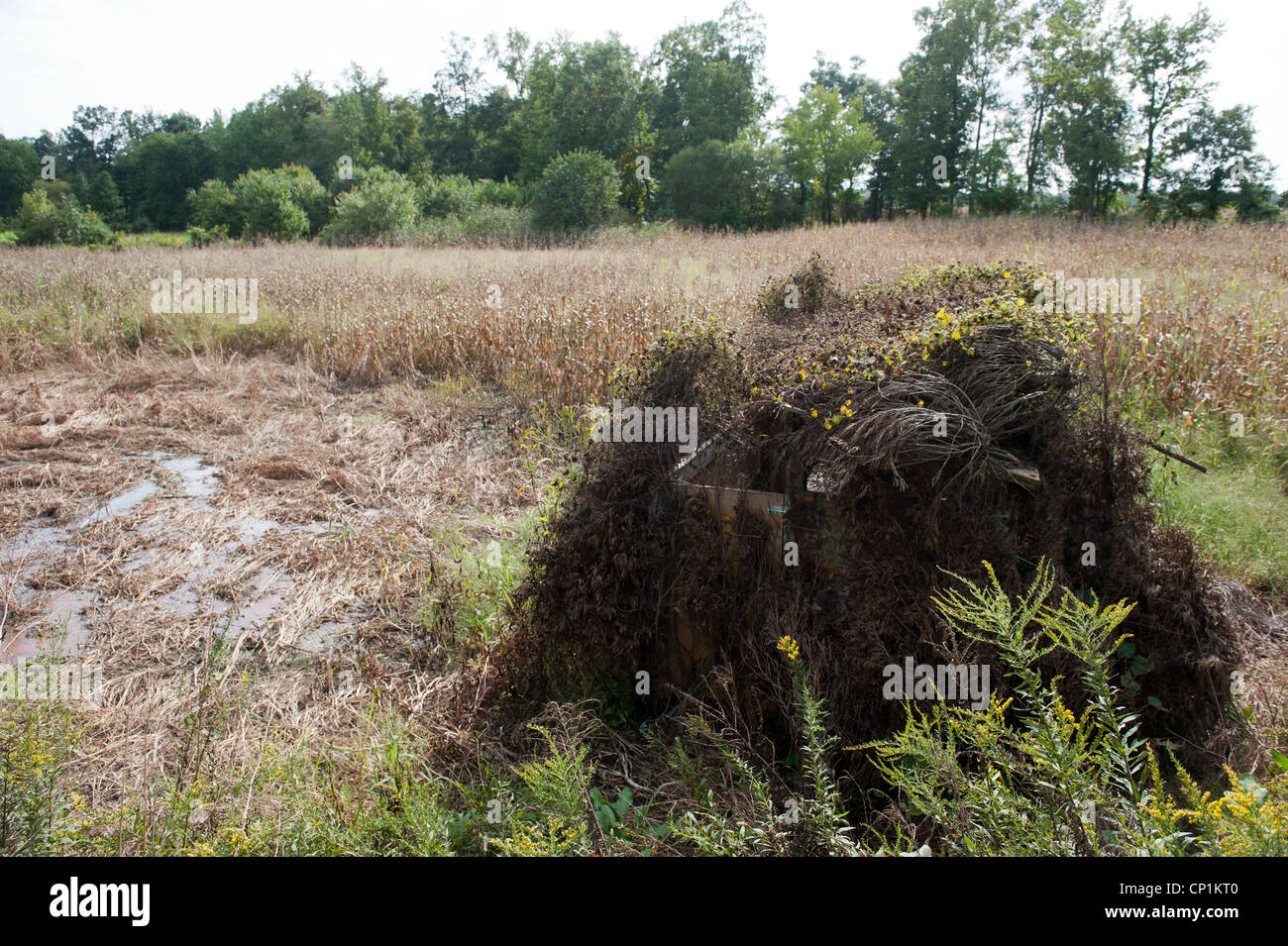 Duck stand with camouflage for duck hunting Stock Photo - Alamy