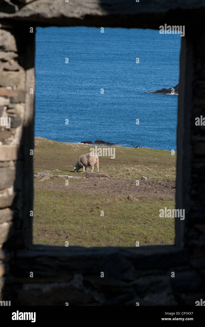 Window on Sheep Stock Photo - Alamy