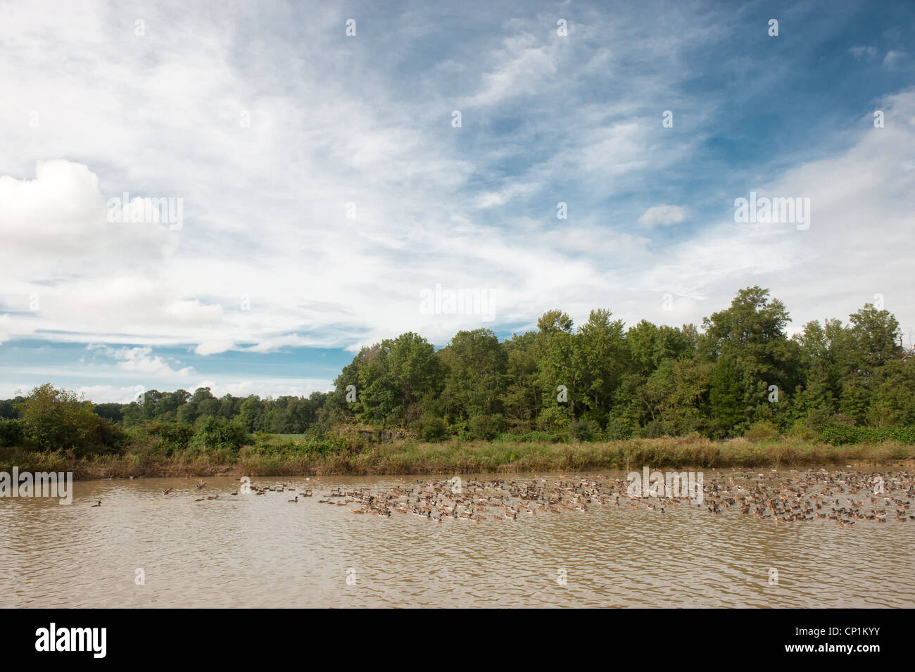 Pond with crop of ducks for duck hunting Stock Photo - Alamy
