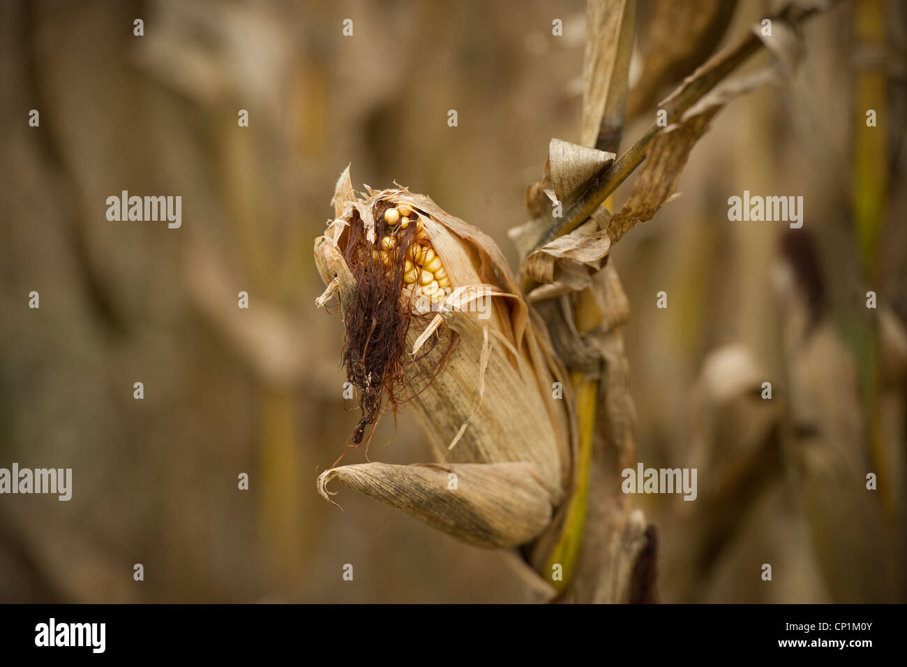 Dry and dying corn stalks in corn crop on farm Stock Photo - Alamy