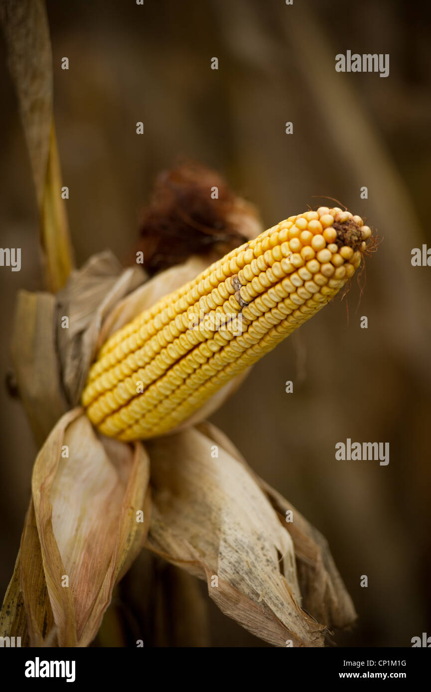 Damaged corn crop on farm Stock Photo - Alamy