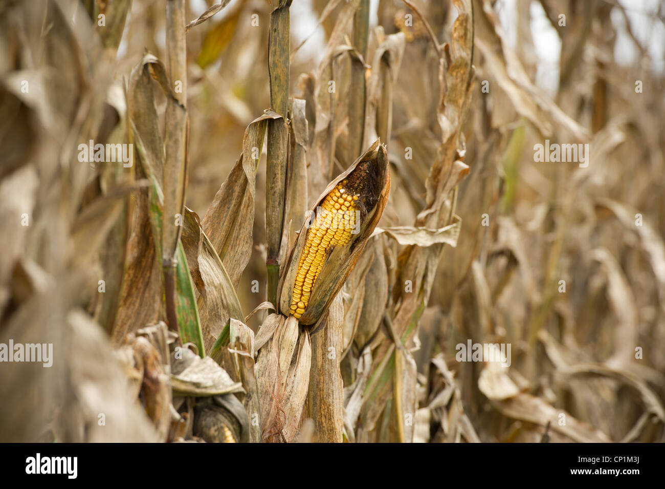 Damaged corn crop on farm Stock Photo - Alamy
