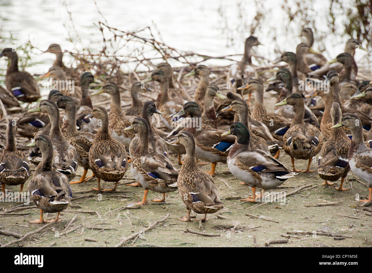 Pond with crop of ducks for duck hunting Stock Photo - Alamy