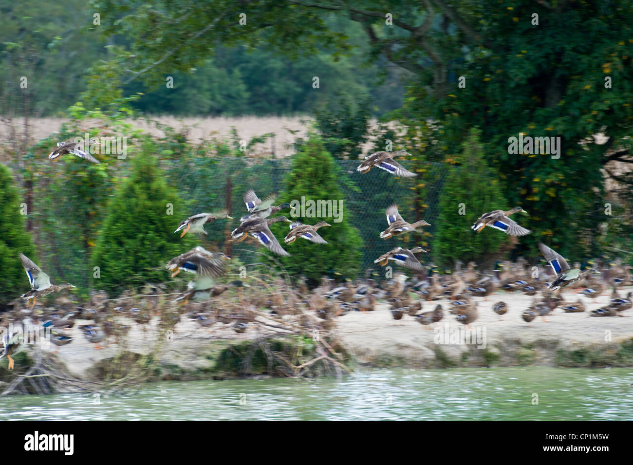 Pond with crop of ducks for duck hunting Stock Photo - Alamy
