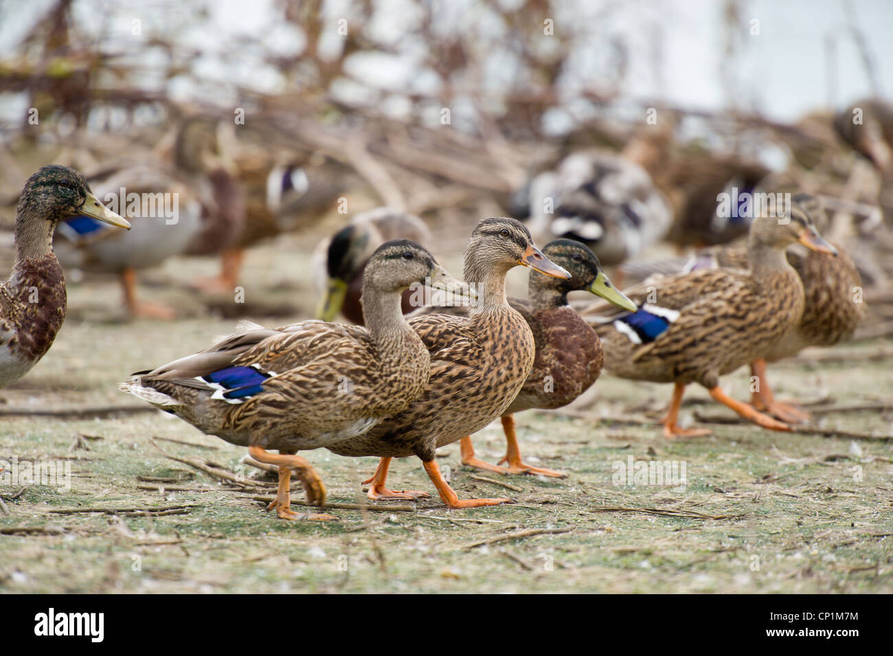 Flock of ducks on farm for duck hunting Stock Photo - Alamy