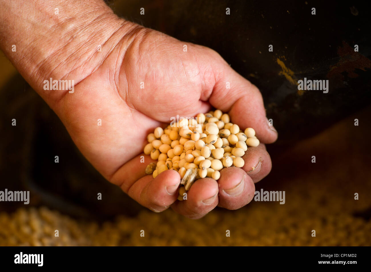 Farmer's hand inspecting corn kernels from crop of harvested corn on ...