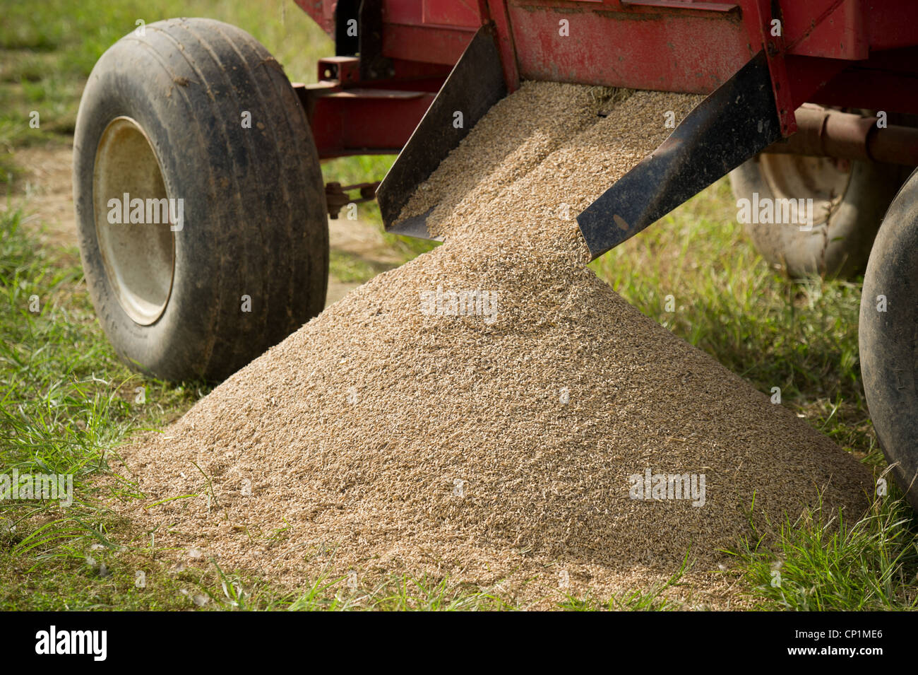 Grain spilling from grain farming equipment in field Stock Photo - Alamy