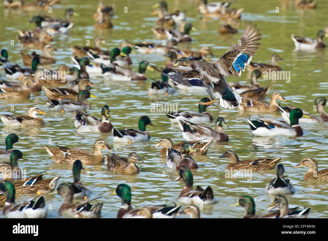 Flock of ducks in a pond on farm for duck hunting Stock Photo - Alamy
