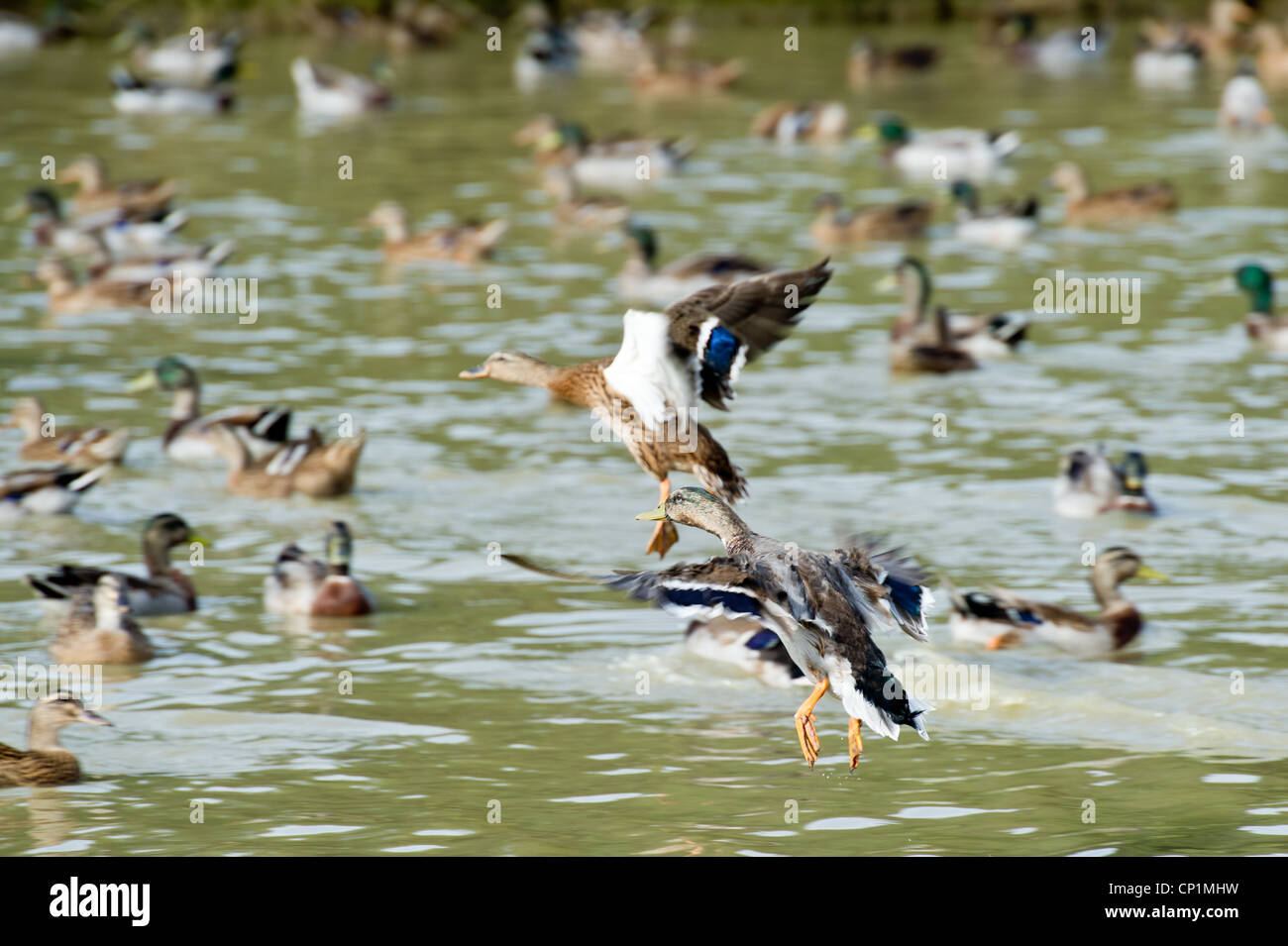 Flock of ducks in a pond on farm for duck hunting Stock Photo - Alamy