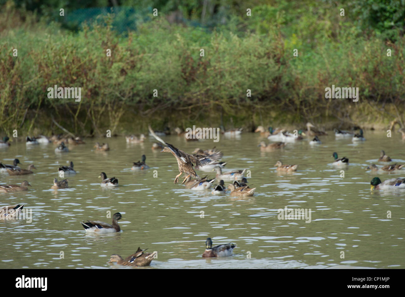 Ducks by a pond hi-res stock photography and images - Alamy