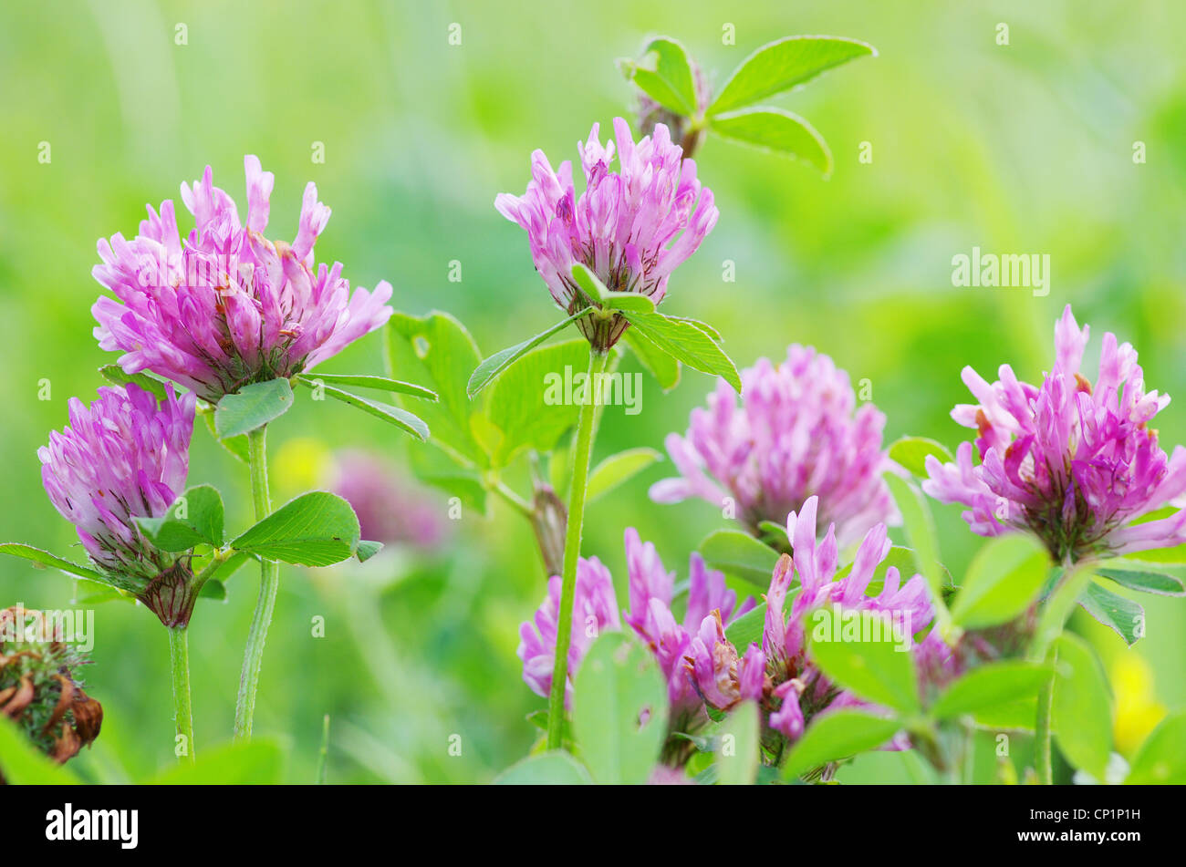 Red clovers hi-res stock photography and images - Alamy