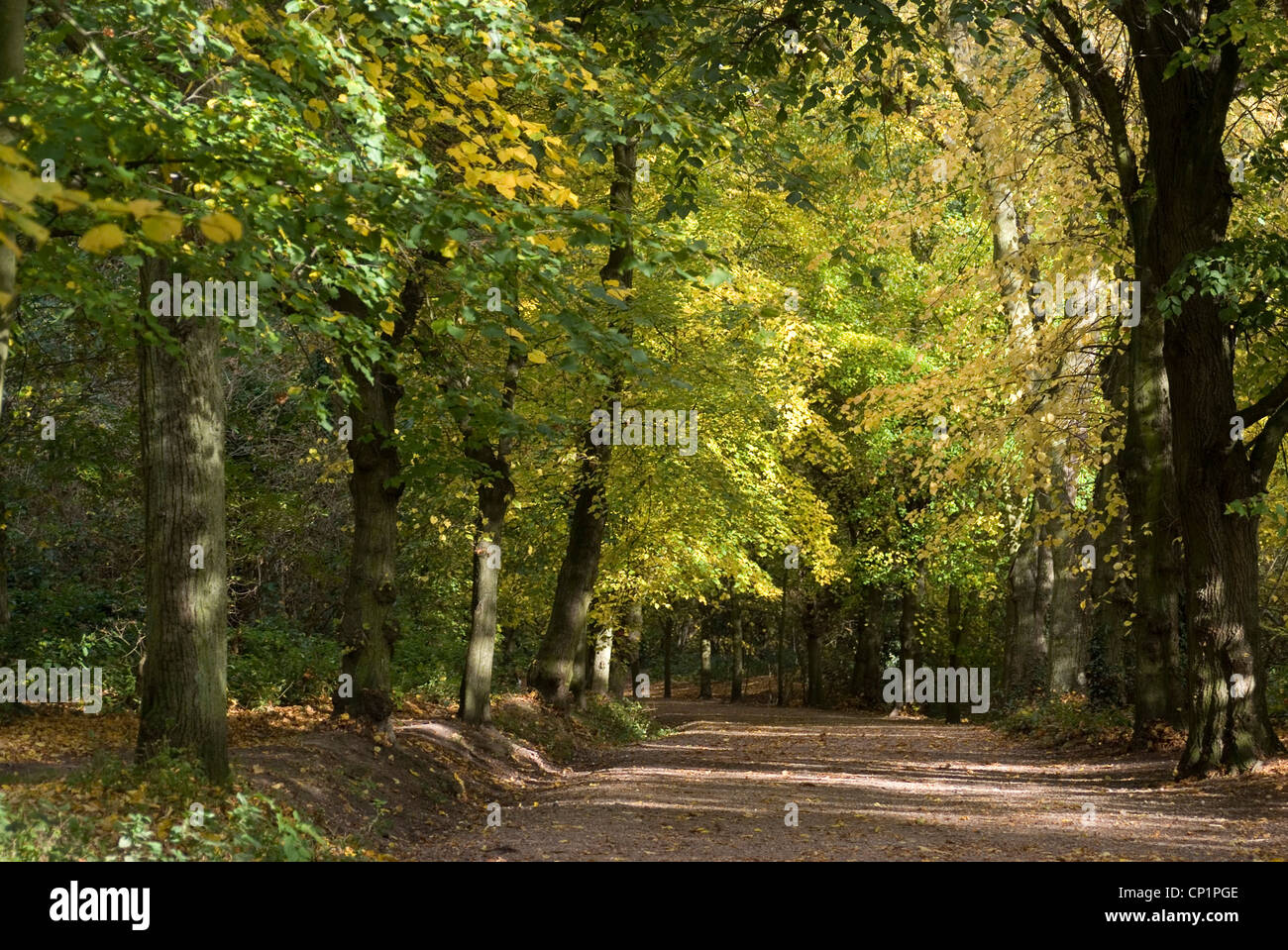 Open space public tree trees hi-res stock photography and images - Alamy