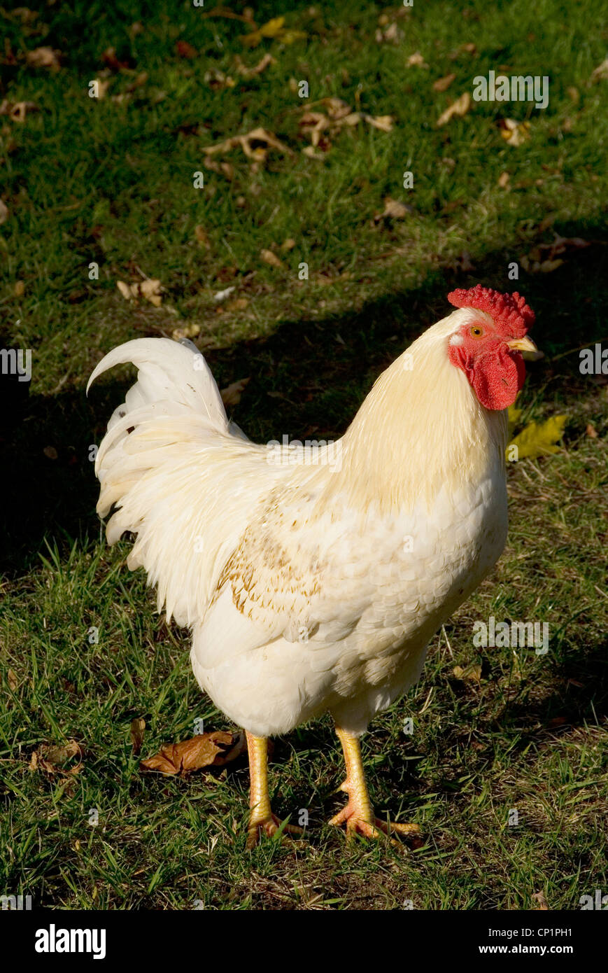 White rooster hi-res stock photography and images - Alamy