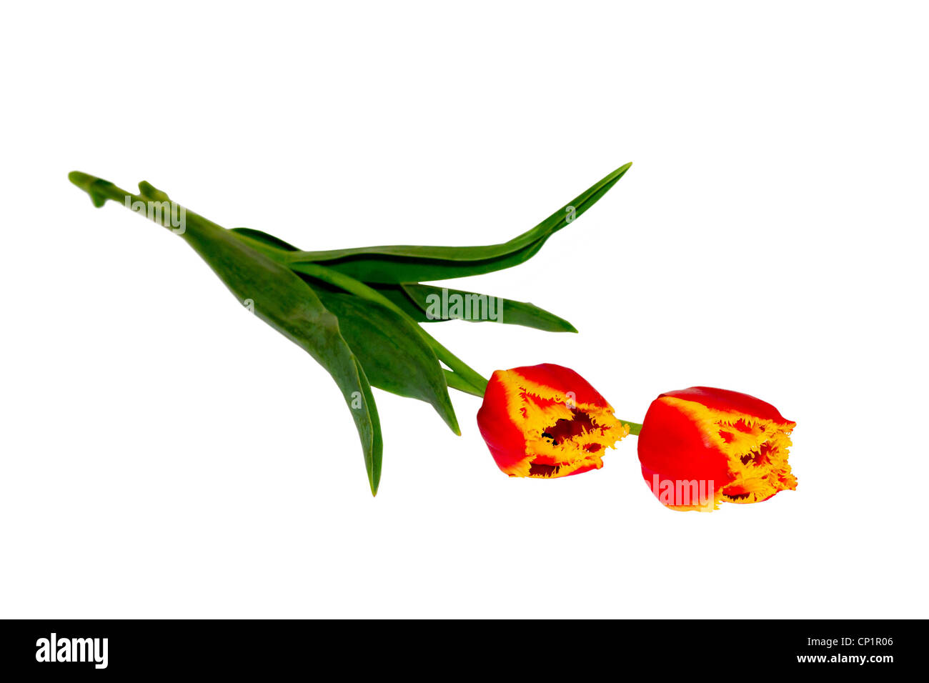 Spring red Cut Out Stock Images & Pictures - Alamy