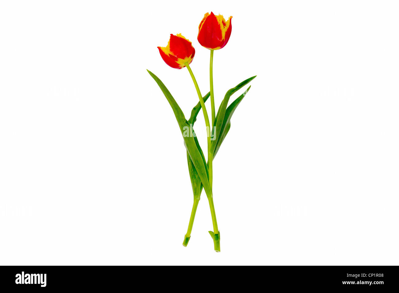 Spring summer red yellow Cut Out Stock Images & Pictures - Alamy