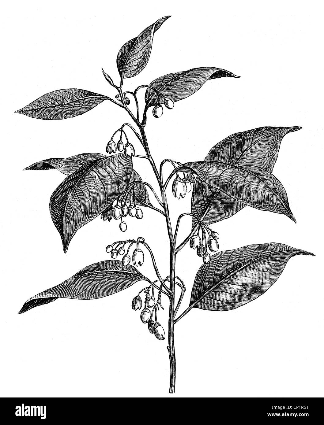 Nutmeg Plant Drawing