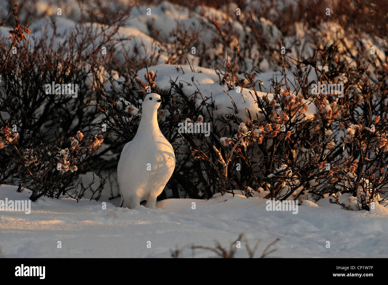 Willow Ptarmigan (Lagopus lagopus) Winter plumage, Seal River Heritage ...