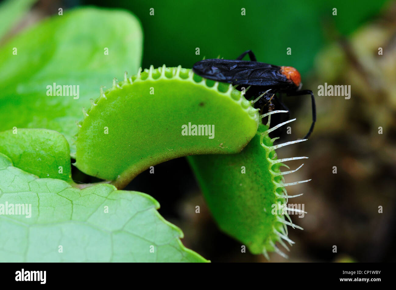 A bug caught in a Venus Flytrap Dionaea muscipula Stock Photo - Alamy