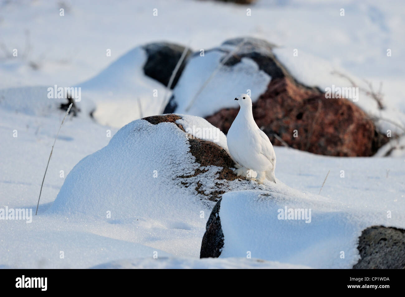 Willow Ptarmigan (Lagopus lagopus) Winter plumage, Seal River Heritage ...