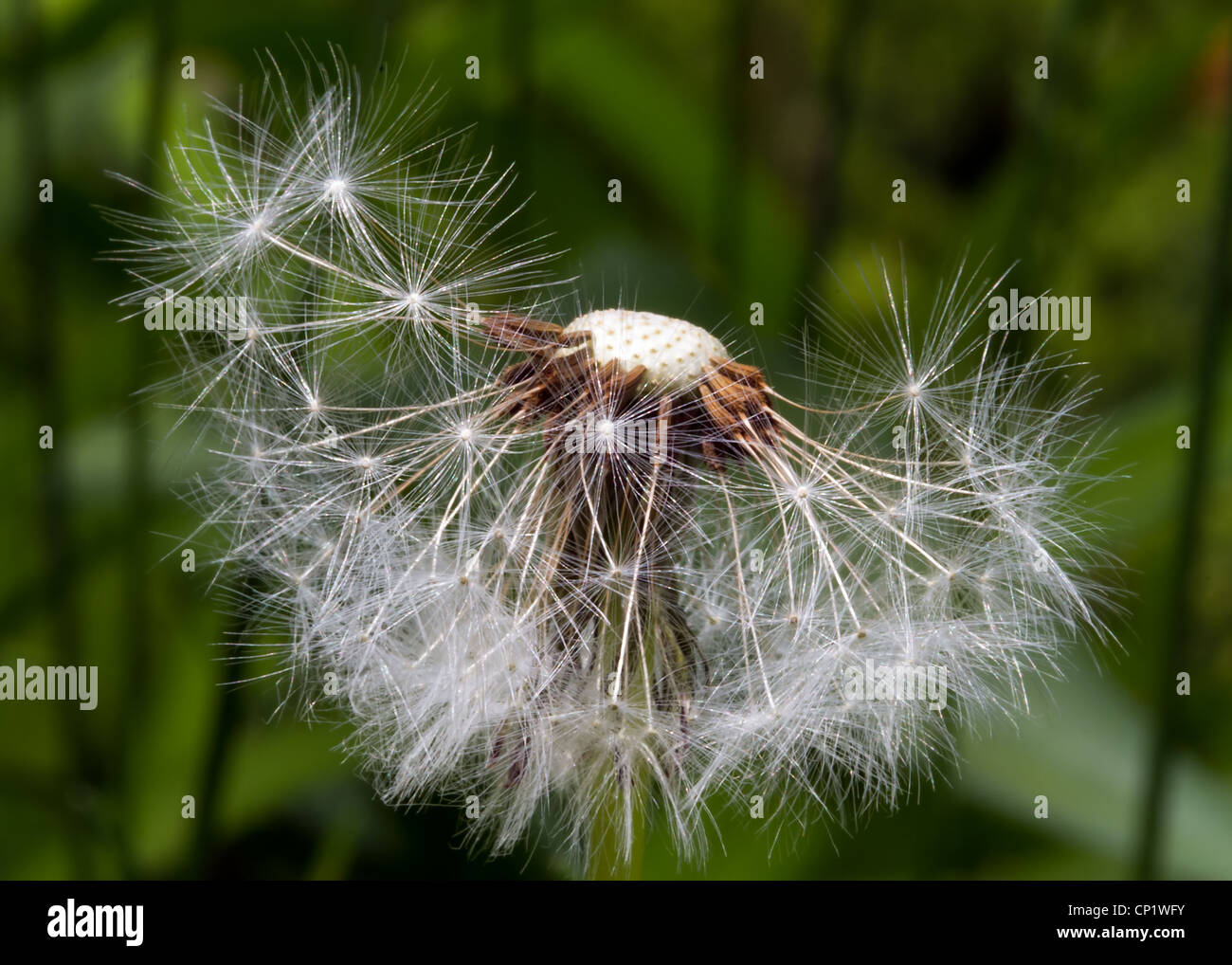 Delicate dandelion puffball with seeds half gone against a green ...