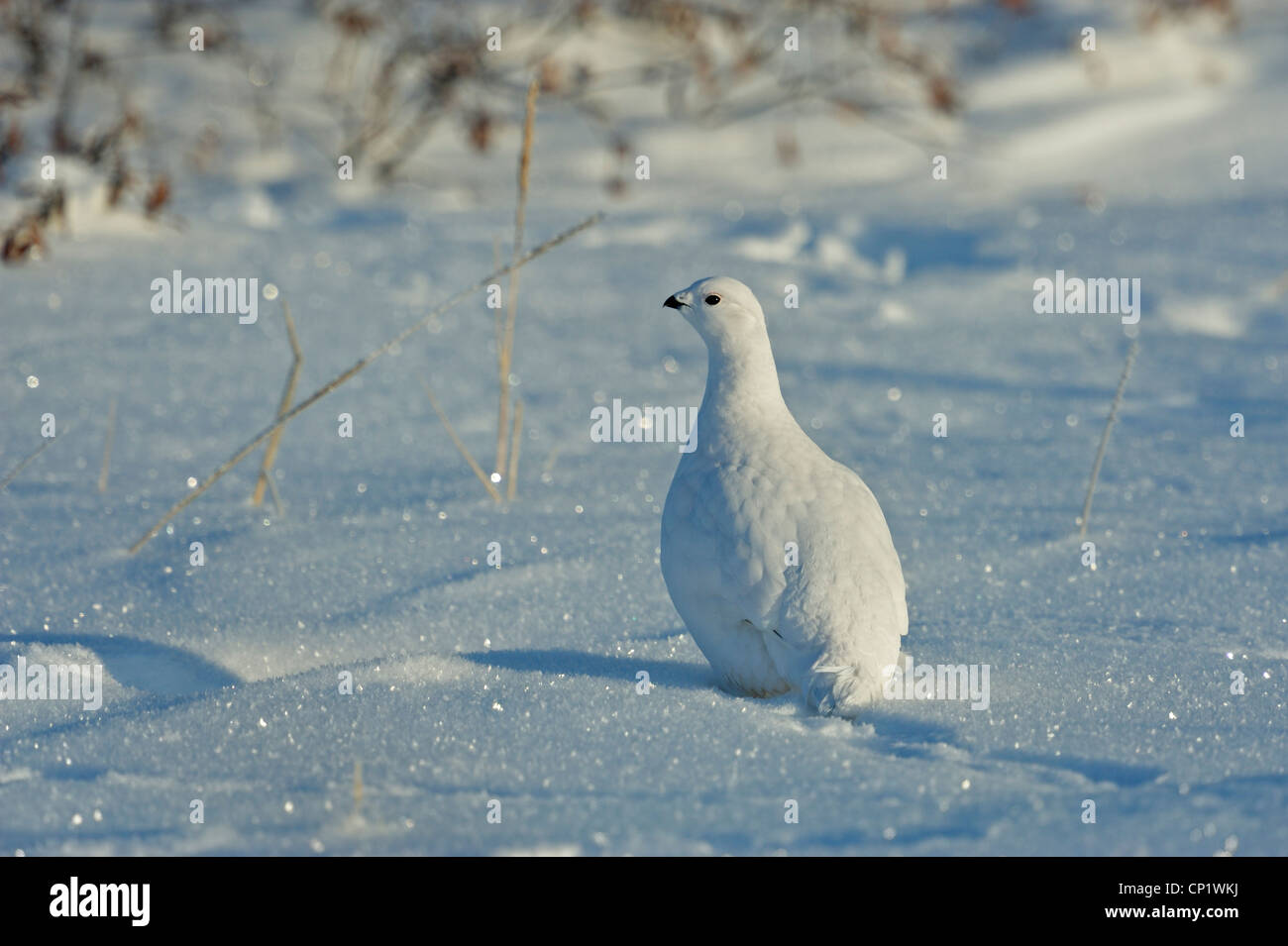 Willow Ptarmigan (Lagopus lagopus) Winter plumage, Seal River Heritage ...